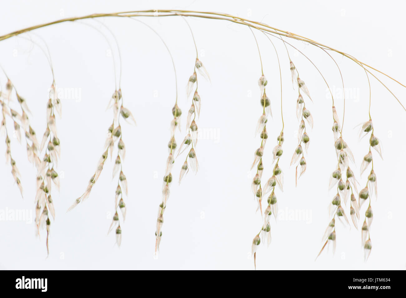 Angels fishing rod hi-res stock photography and images - Alamy