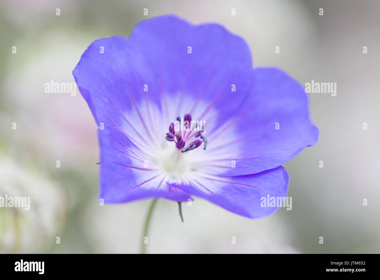 Geranium pratense cranesbill meadow hi-res stock photography and images ...