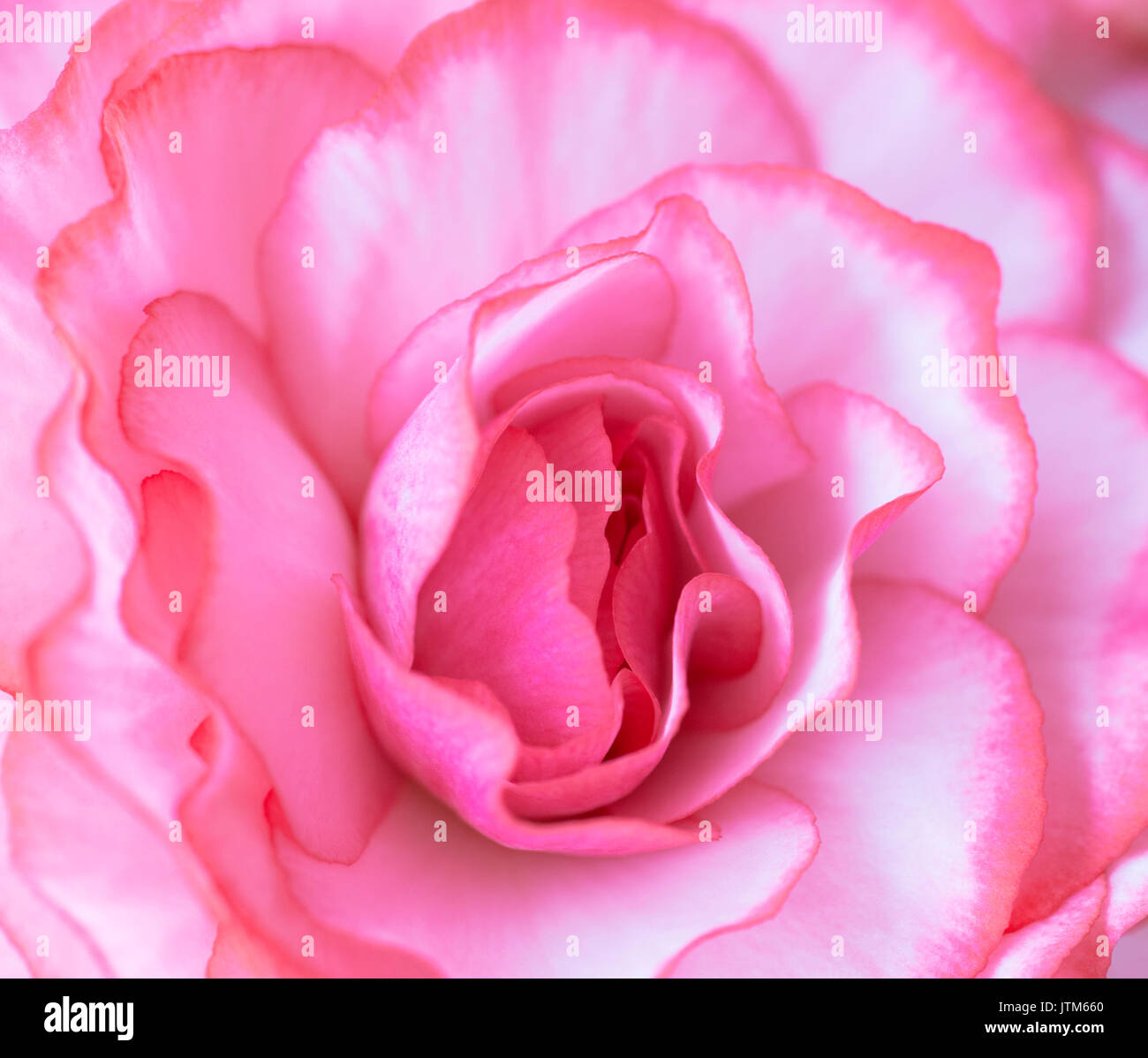 Double begonia hi-res stock photography and images - Alamy