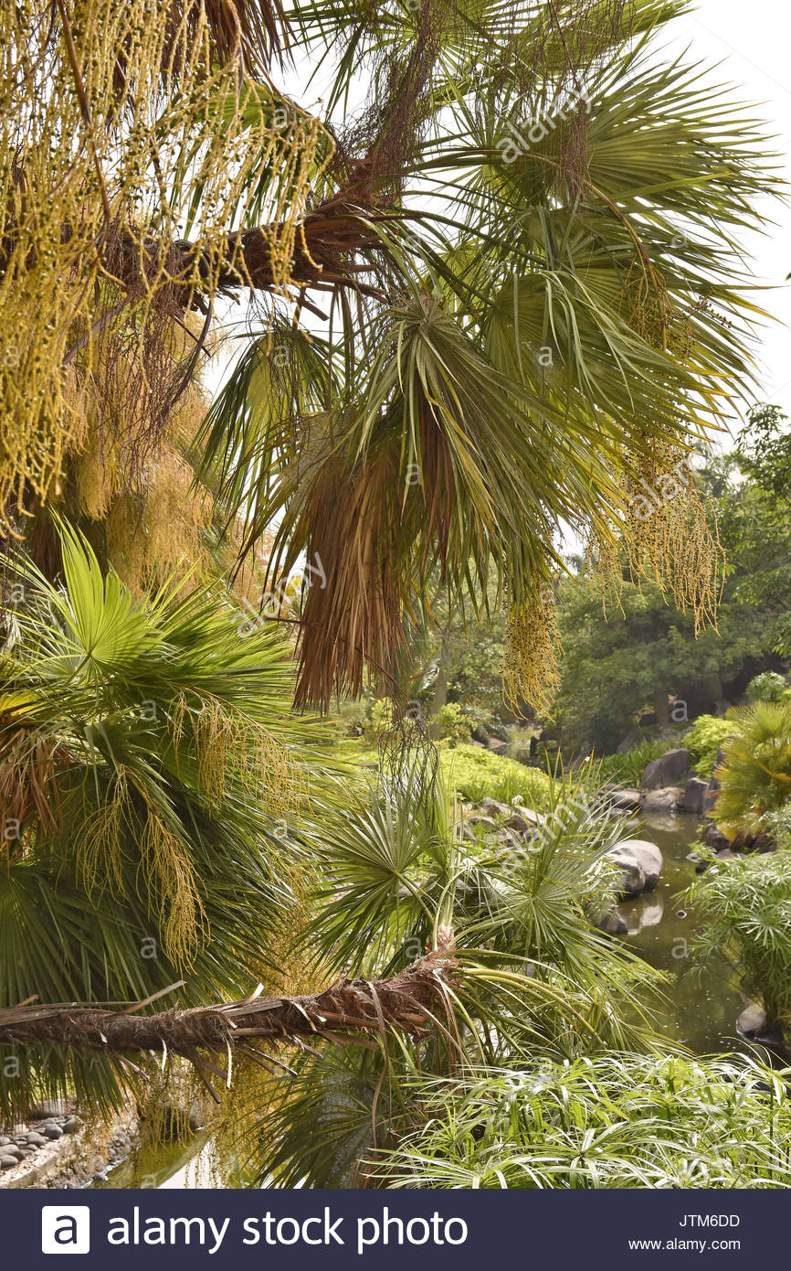 Subtropical Plants High Resolution Stock Photography and Images - Alamy