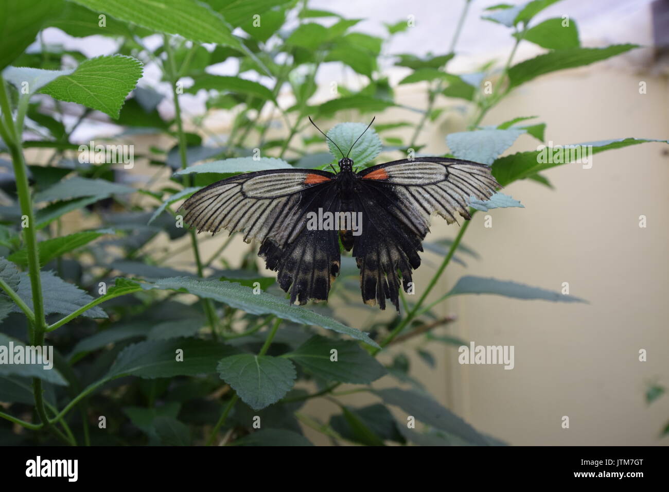 Monarch butterfly resting Stock Photo - Alamy