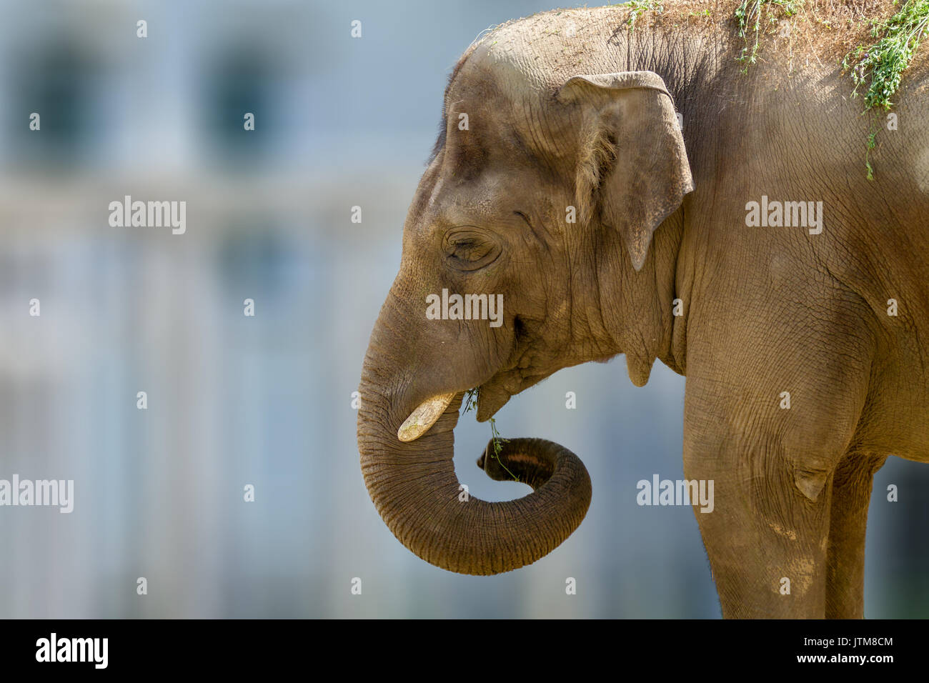 Big ear elephants hi-res stock photography and images - Alamy