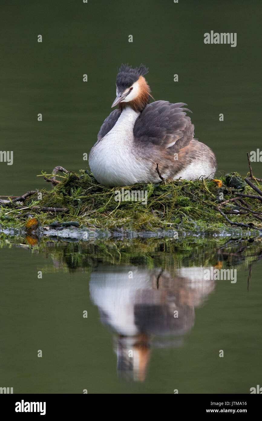 male Great Crested Grebe (Podiceps cristatus) sitting on his nest on a ...