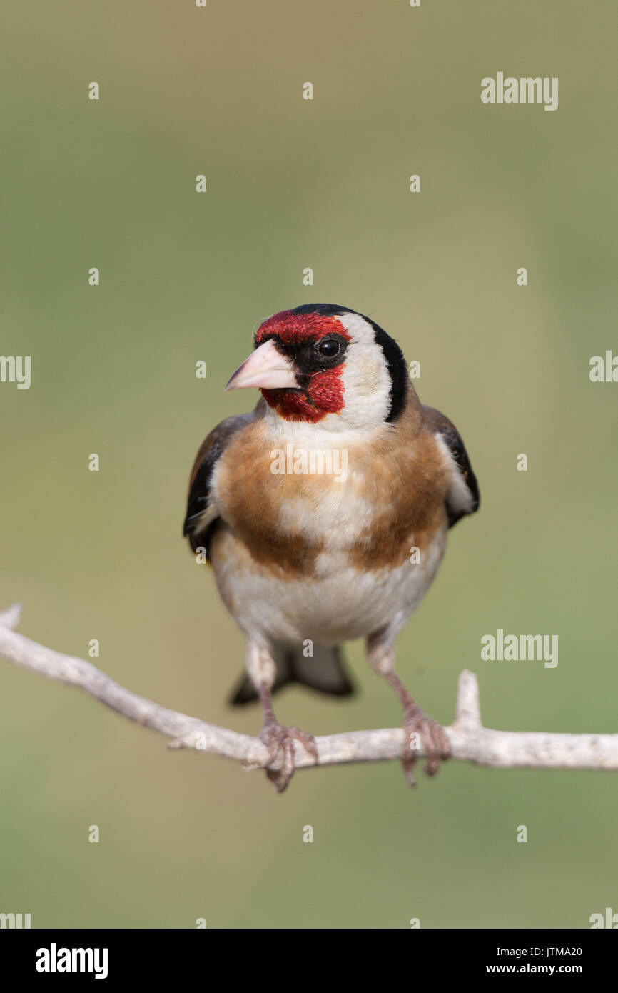 adult European Goldfinch (Carduelis carduelis) perched on a thin branch ...