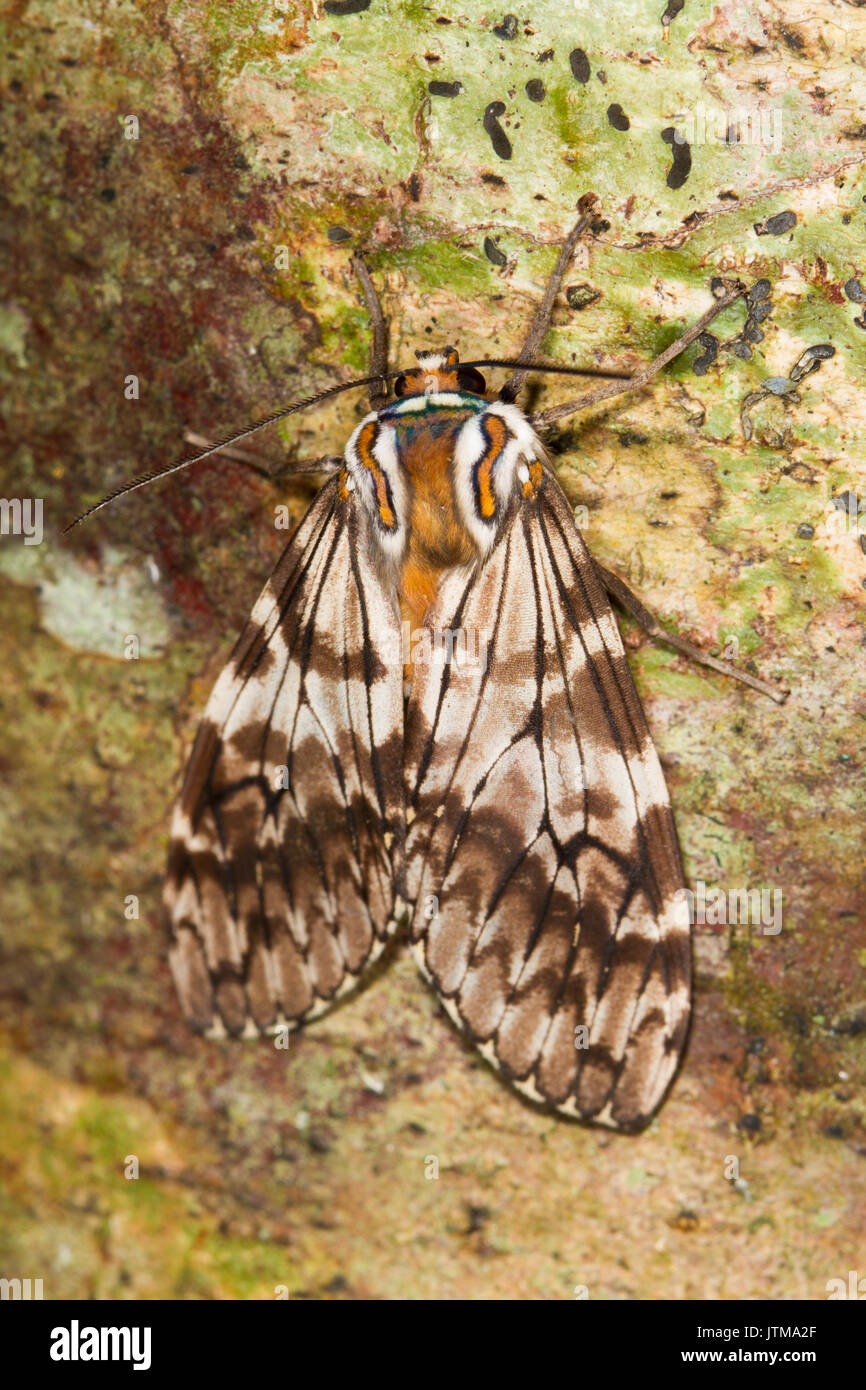 Moth lepidoptera ecuador hi-res stock photography and images - Alamy