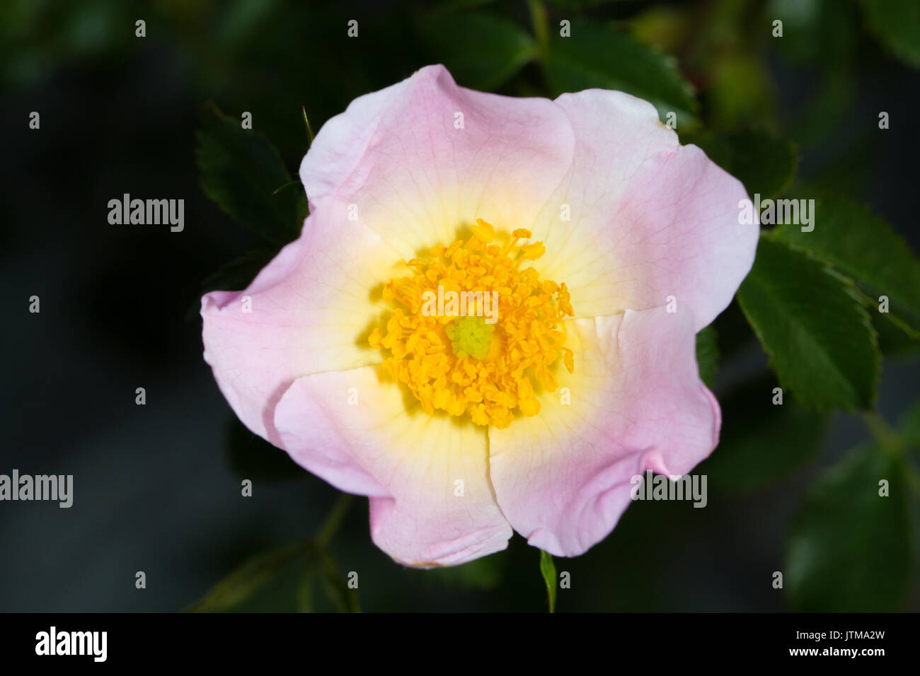 Dog Rose (Rosa canina) flower Stock Photo - Alamy