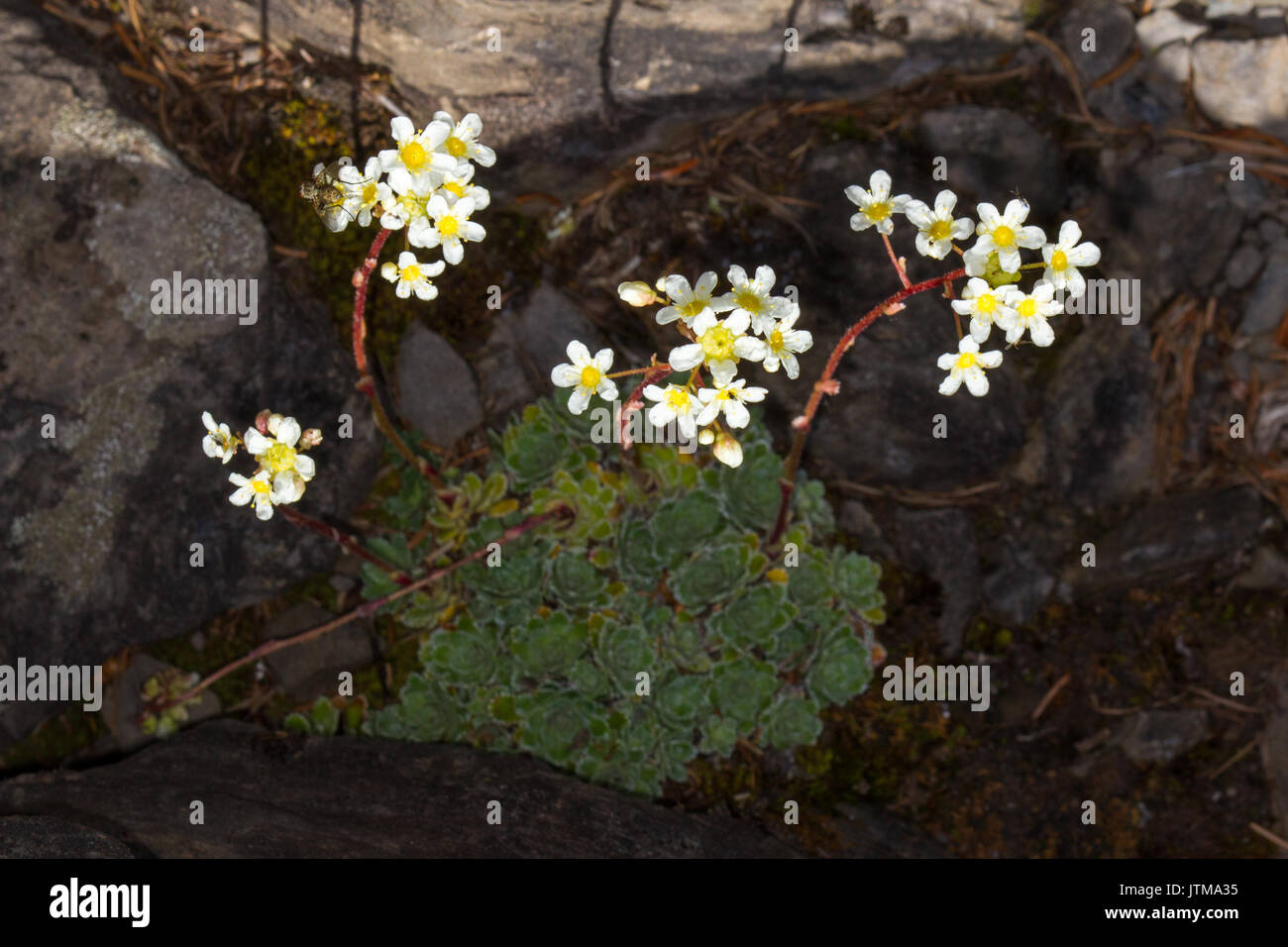 Alpine Saxifrage (Saxifraga paniculata) flower Stock Photo - Alamy