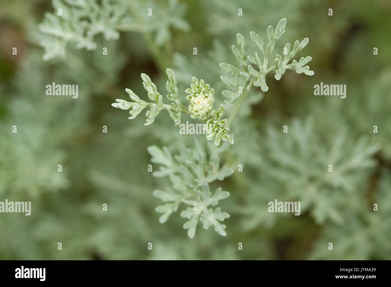 Common Wormwood (Artemisia absinthium Stock Photo - Alamy