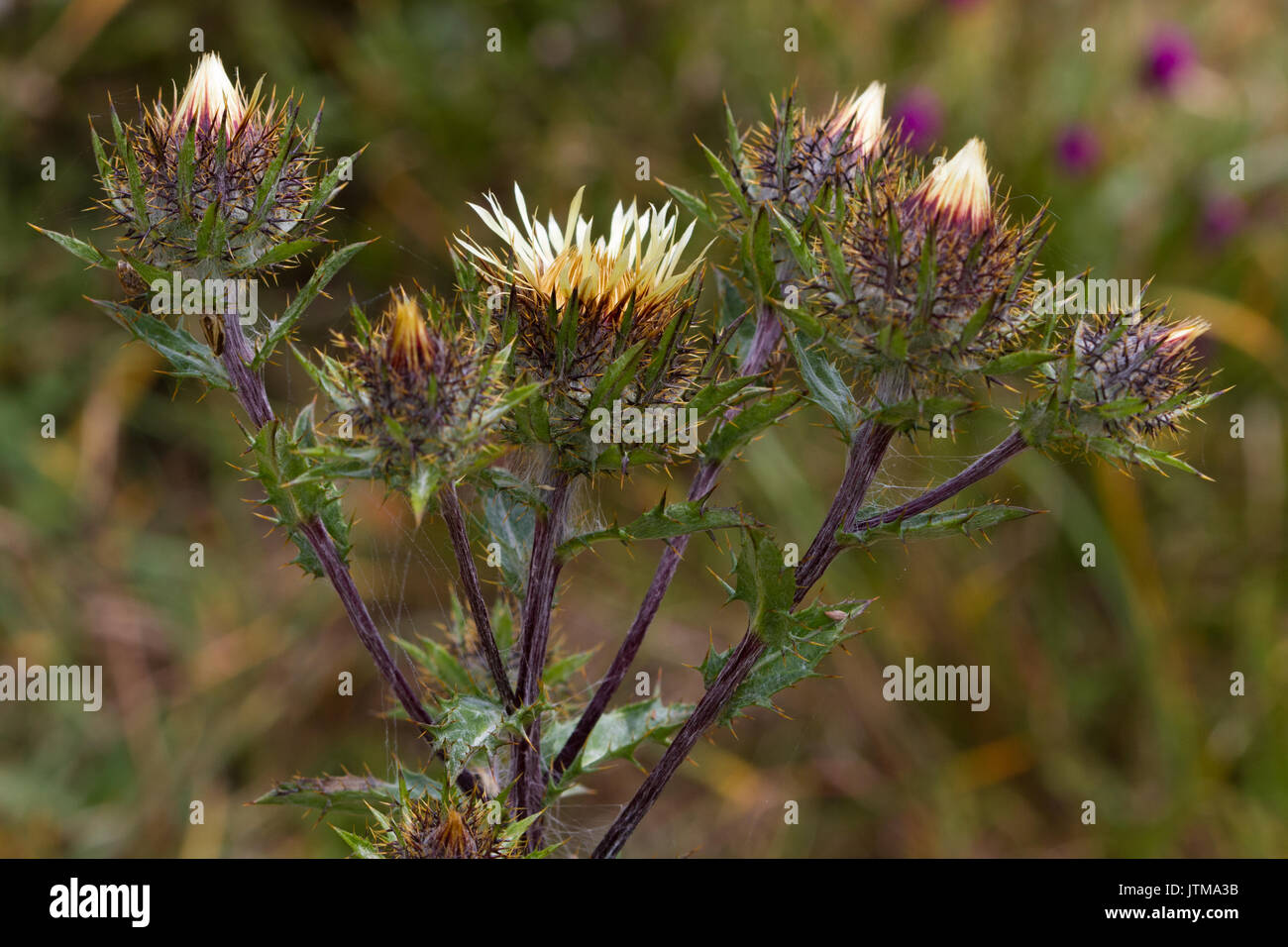 Carline Thistle (Carlina vulgaris) flowers Stock Photo - Alamy