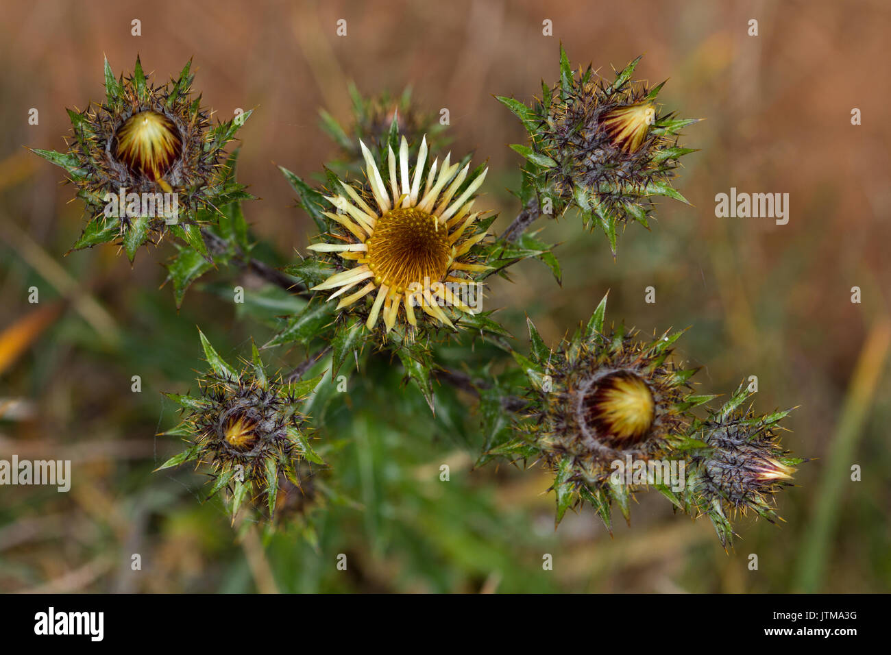 Carline Thistle (Carlina vulgaris) flowers Stock Photo - Alamy