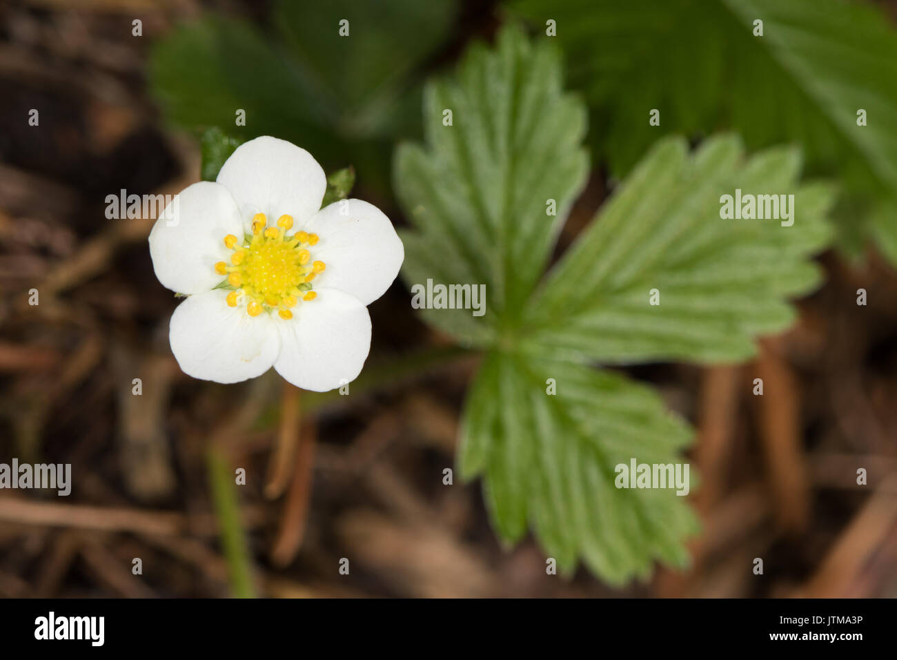 Hautbois Strawberry (Fragaria moschata) flower Stock Photo - Alamy
