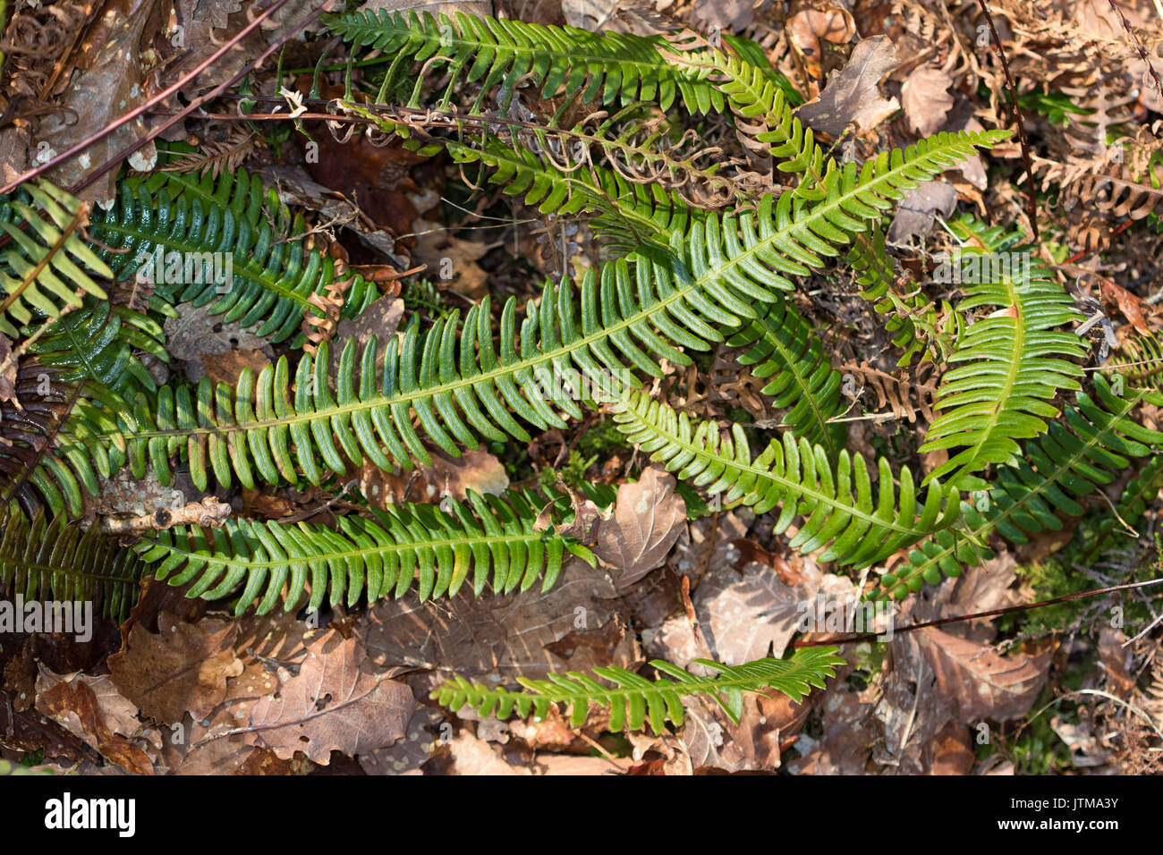 Scottish fern hi-res stock photography and images - Alamy