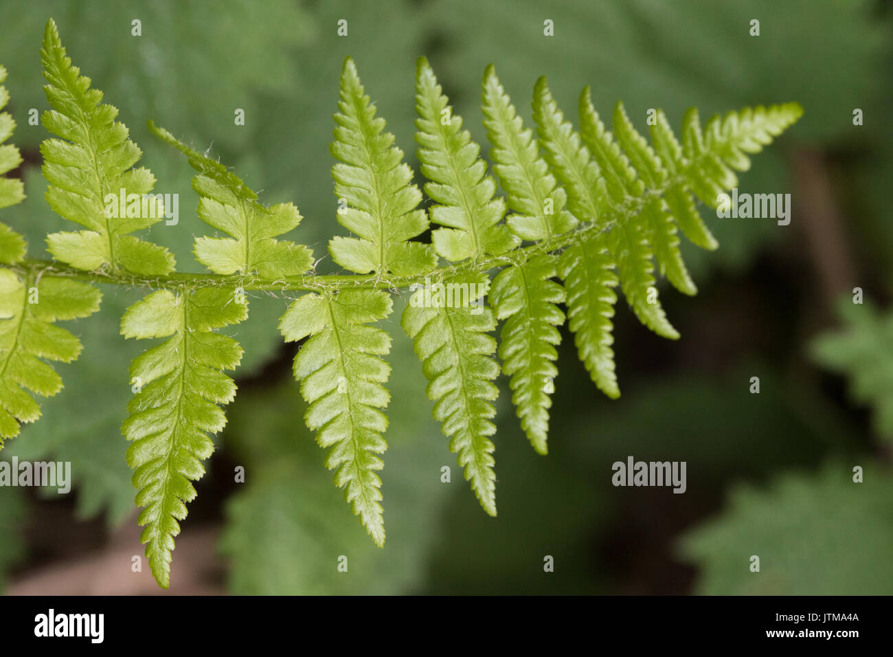 Common Male Fern (Dryopteris filix-mas Stock Photo - Alamy