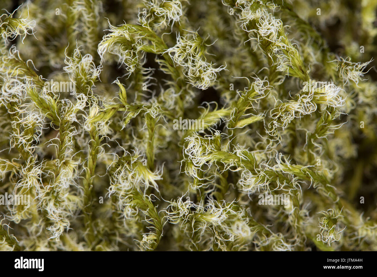 Woolly fringe moss hi-res stock photography and images - Alamy