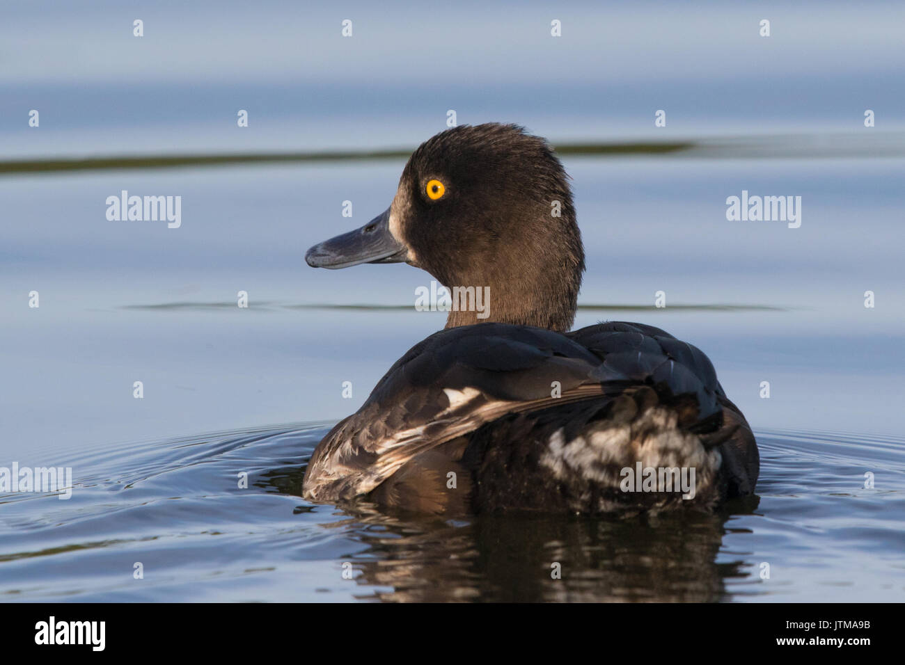female Tufted Duck (Aythya fuligula Stock Photo - Alamy