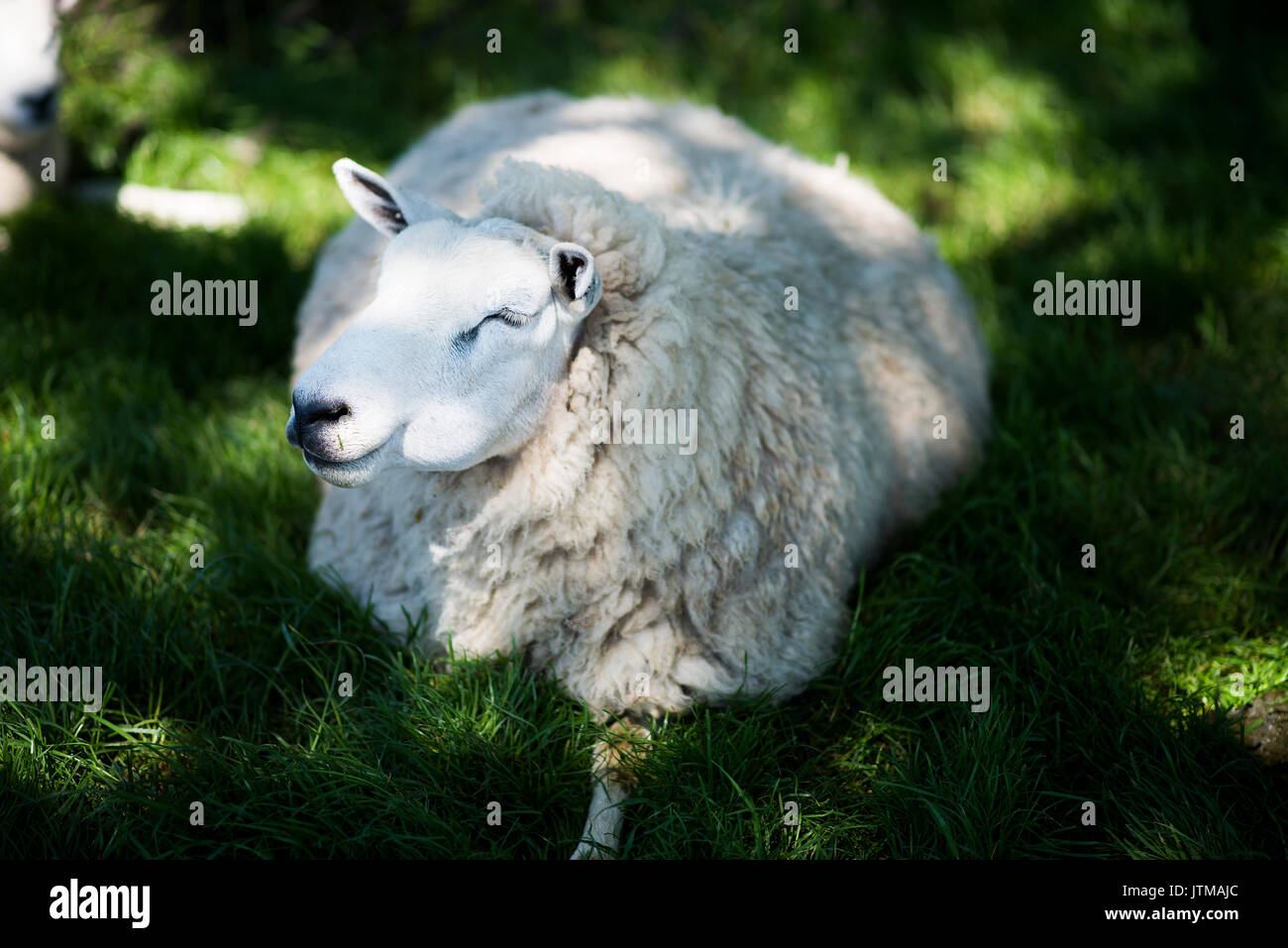 Happy looking sheep hi-res stock photography and images - Alamy