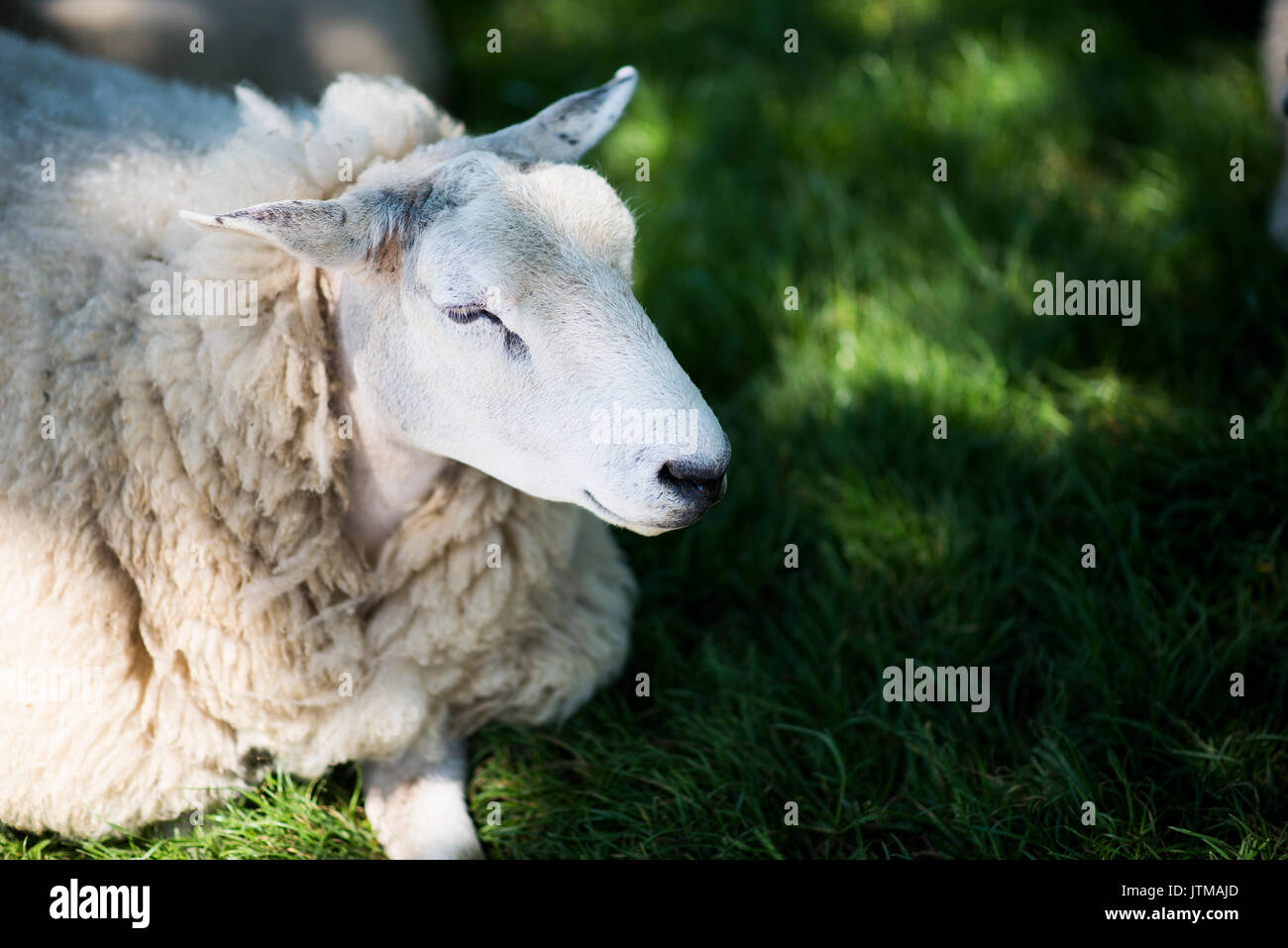 Happy looking sheep hi-res stock photography and images - Alamy