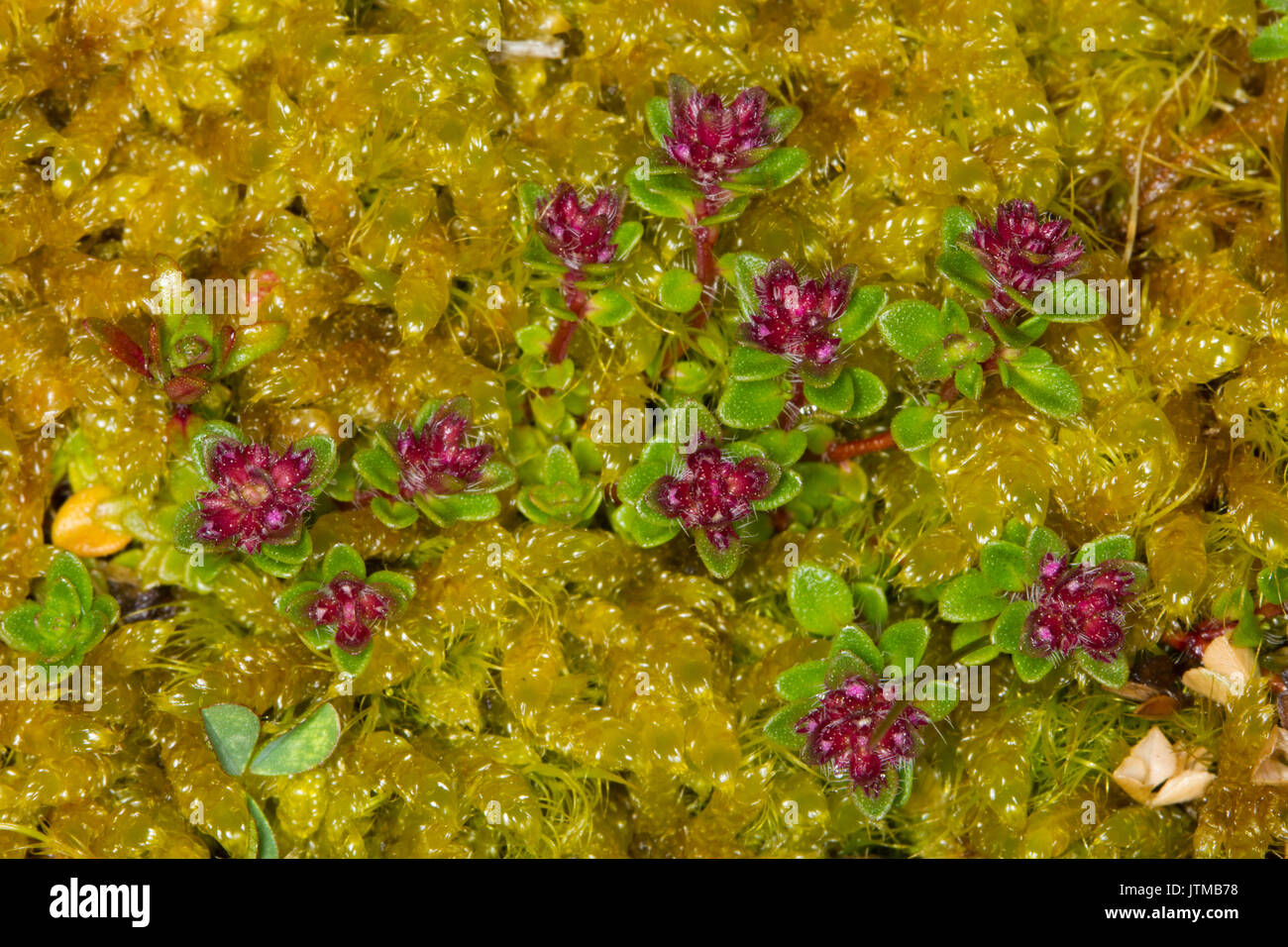 Wild Thyme (Thymus polytrichus Stock Photo - Alamy