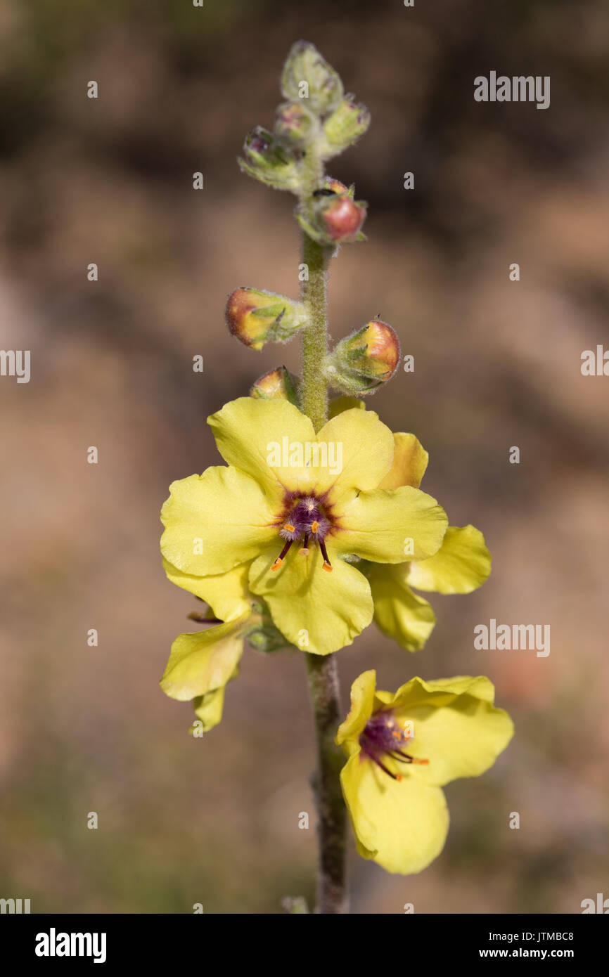 Wavyleaf mullein hi-res stock photography and images - Alamy