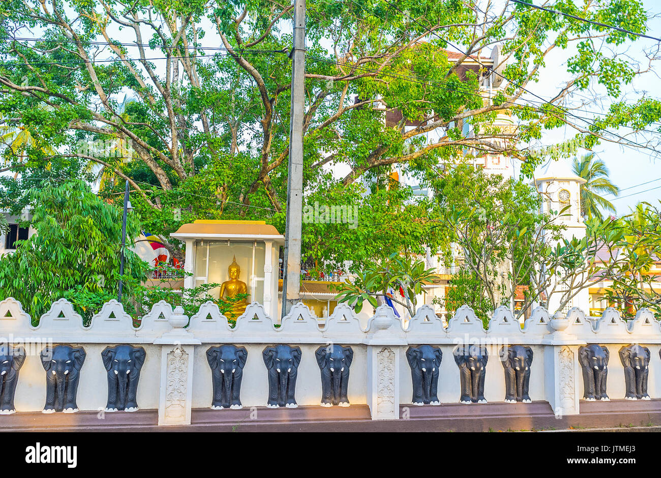 The old Bodhi Tree of Angurukaramulla Buddhist Temple (Bodhirajaramaya ...