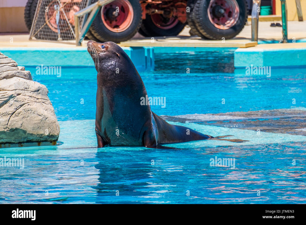 Sea lions are sea mammals characterized by external ear flaps, long ...