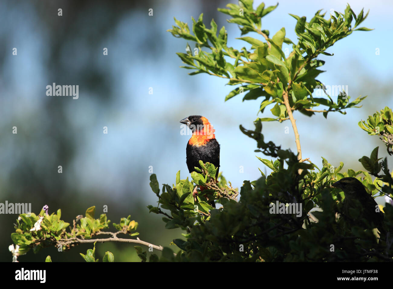 Red bishop bird hi-res stock photography and images - Alamy