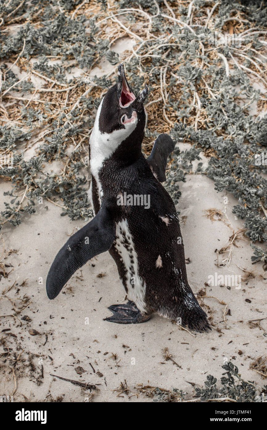 The braying penguin hi-res stock photography and images - Alamy