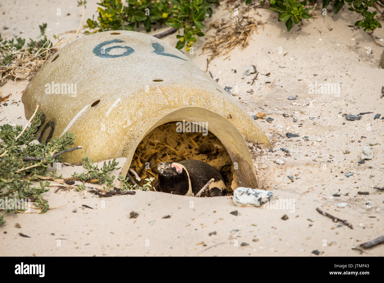 African penguin, Spheniscus demersus, in an artificial nest provided by ...