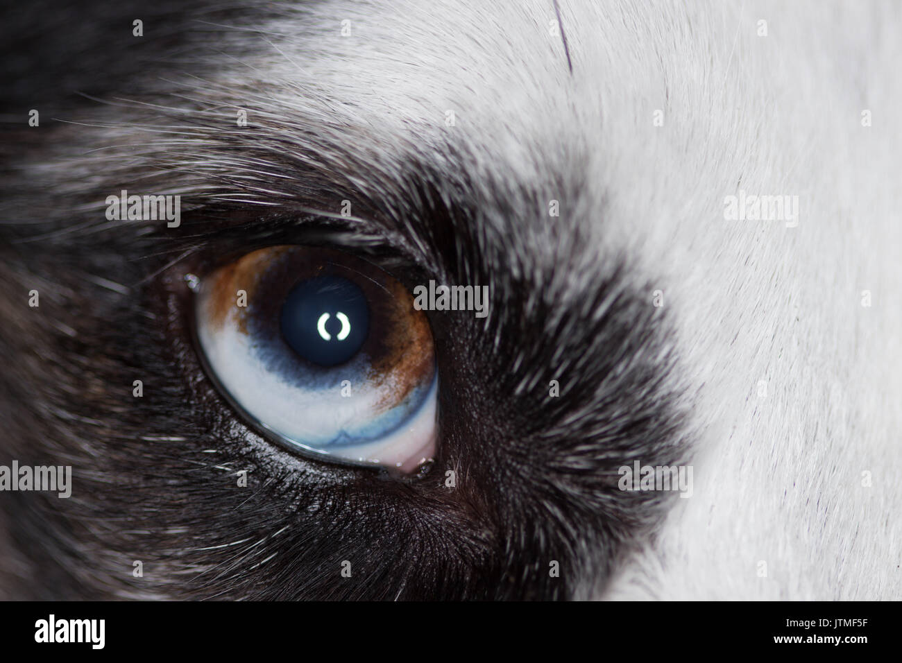 Collie sheep dog eye Stock Photo - Alamy