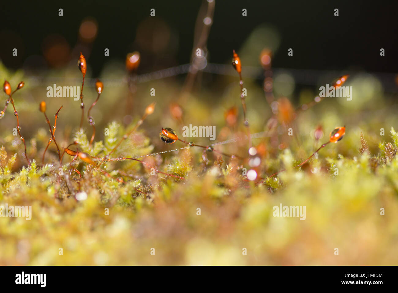 Dew on moss in English woodland Stock Photo - Alamy