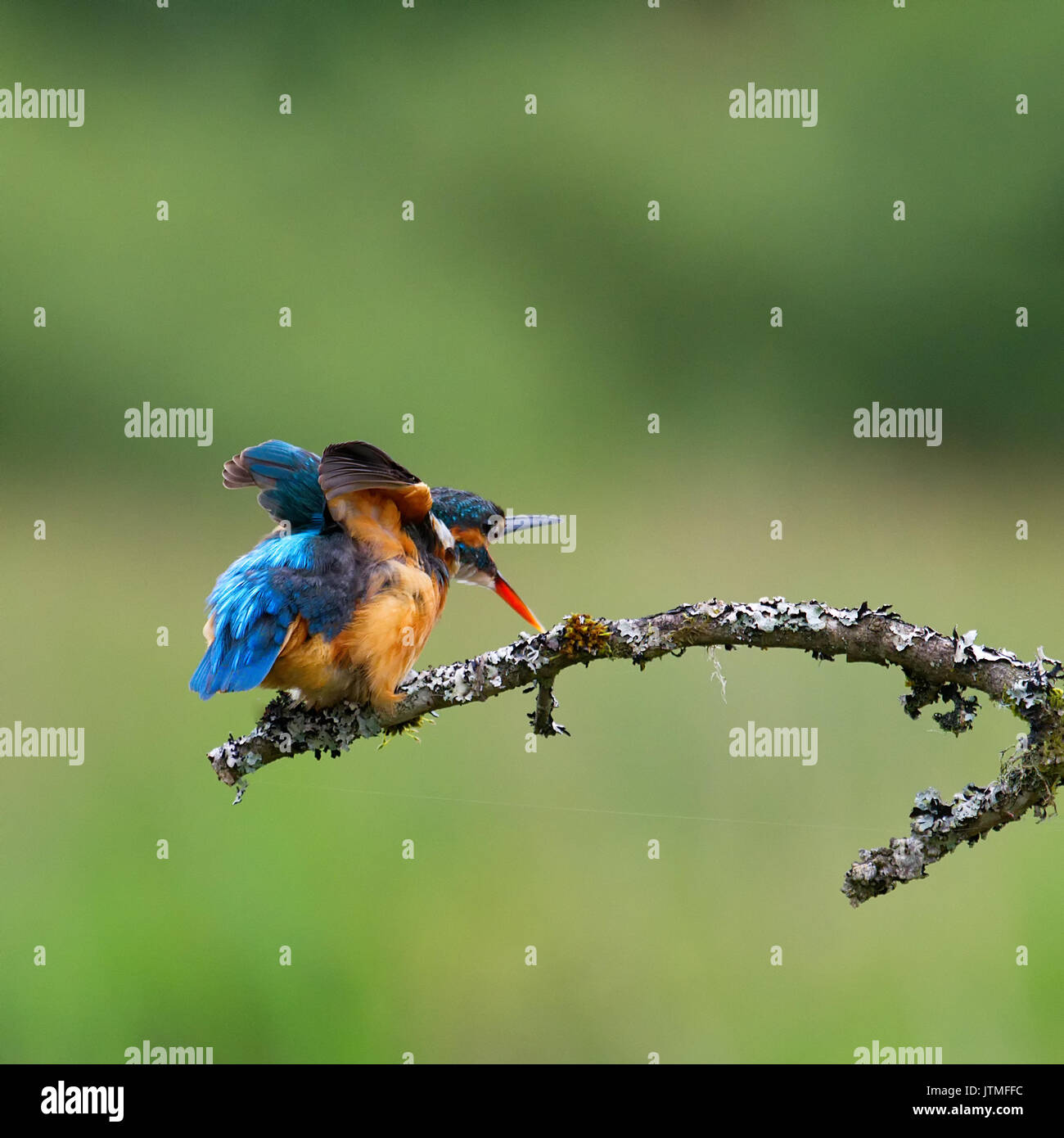 Swinging fish hi-res stock photography and images - Alamy