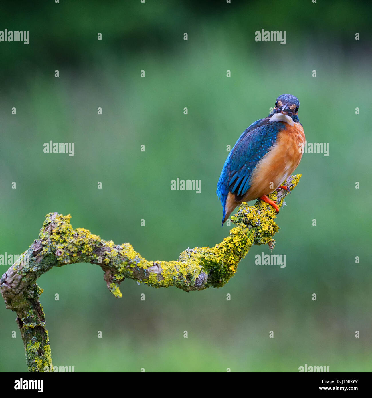 Fish in beak shaking fish hi-res stock photography and images - Alamy