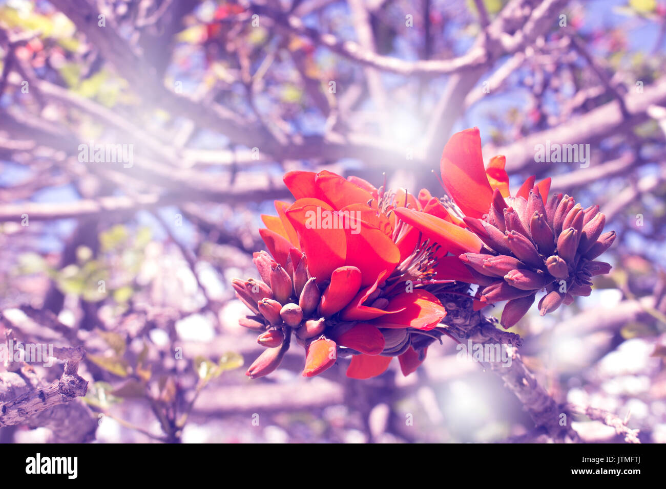 Flowers. Beautiful orange tree. Sky and spring plant. Macro Stock Photo ...