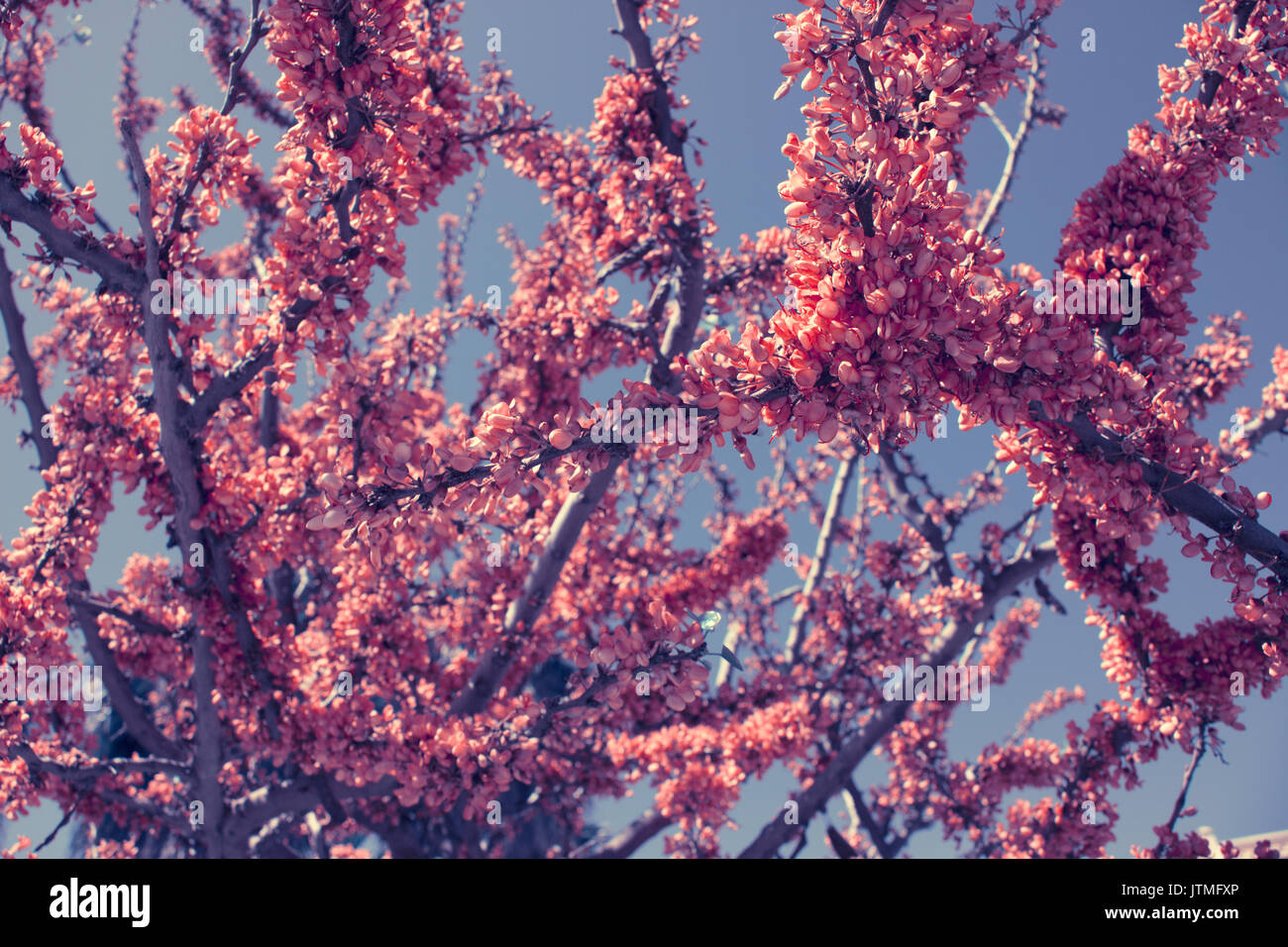 Flowers. Beautiful pink tree. Sky and spring plant. Macro Stock Photo ...