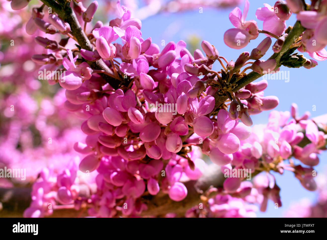 Flowers. Beautiful pink tree. Sky and spring plant. Macro Stock Photo ...