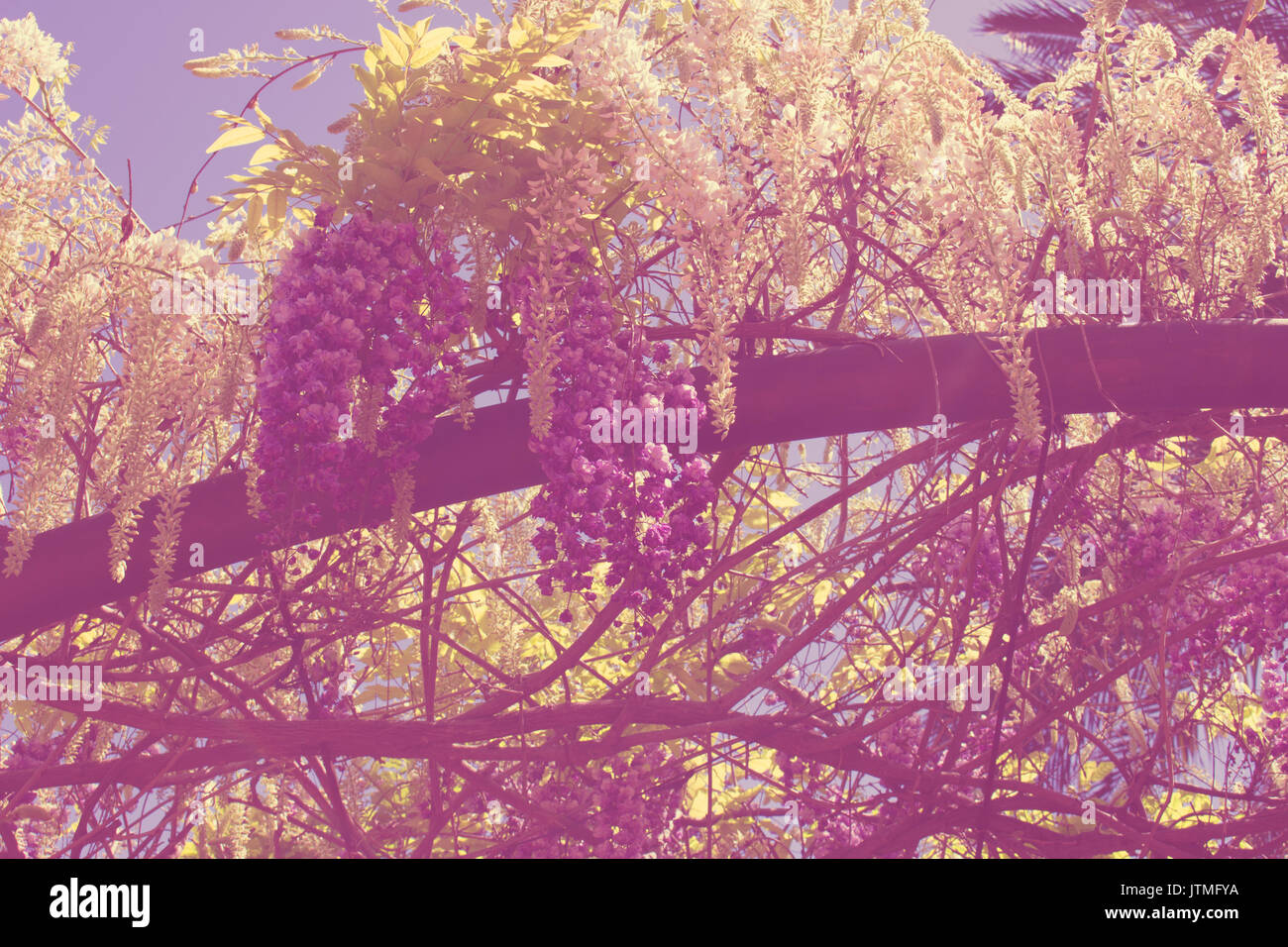 Flowers. Beautiful pink tree. Sky and spring plant. Macro Stock Photo ...