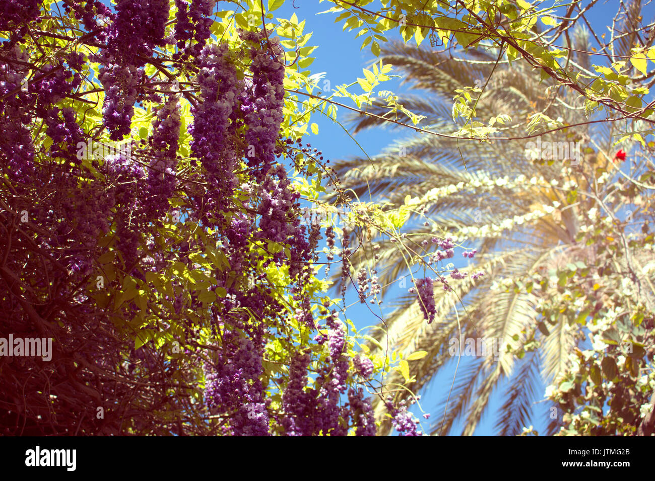 Flowers. Beautiful pink tree. Sky and spring plant. Macro Stock Photo ...