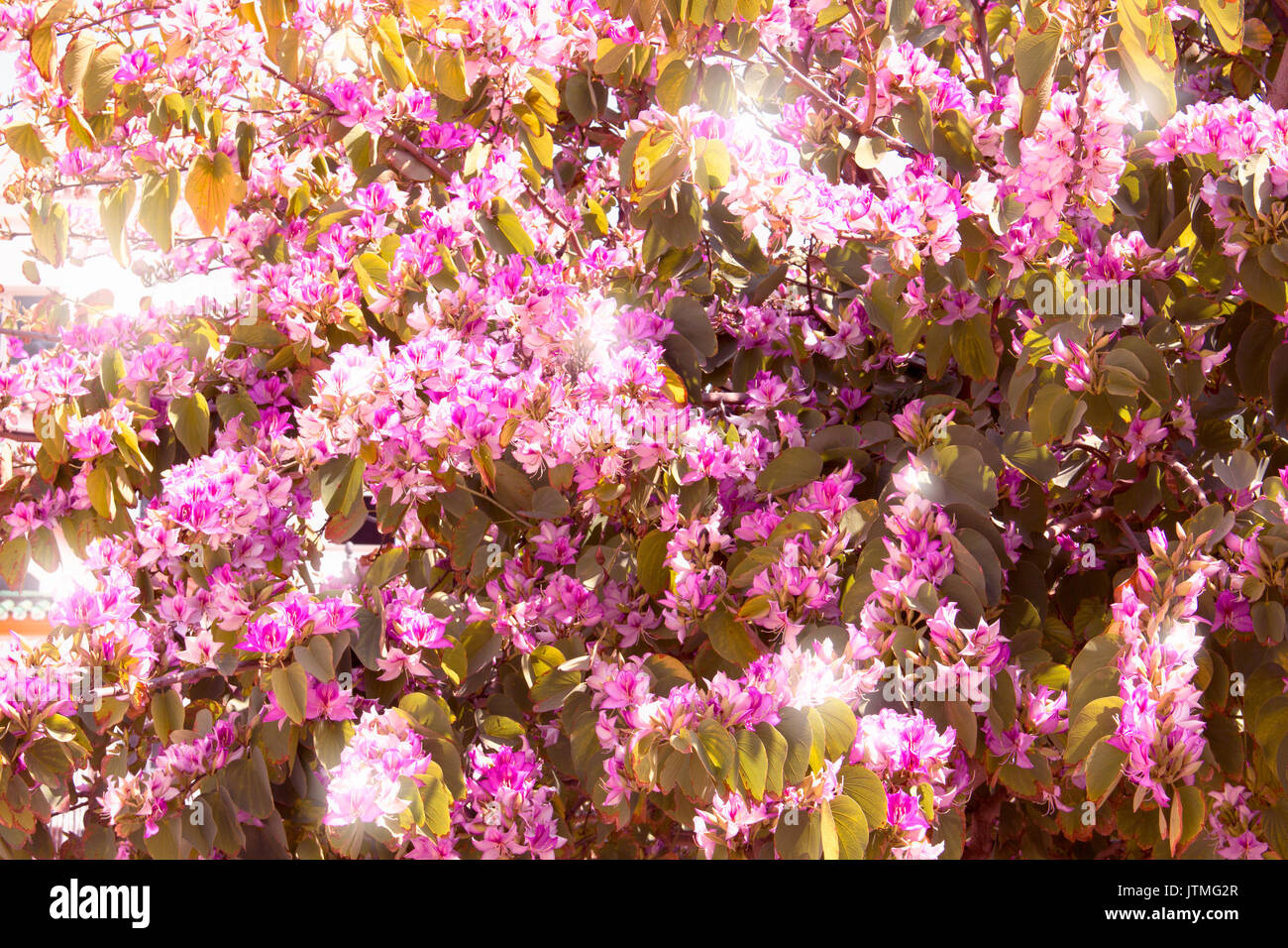 Flowers. Beautiful pink tree. Sky and spring plant. Macro Stock Photo ...