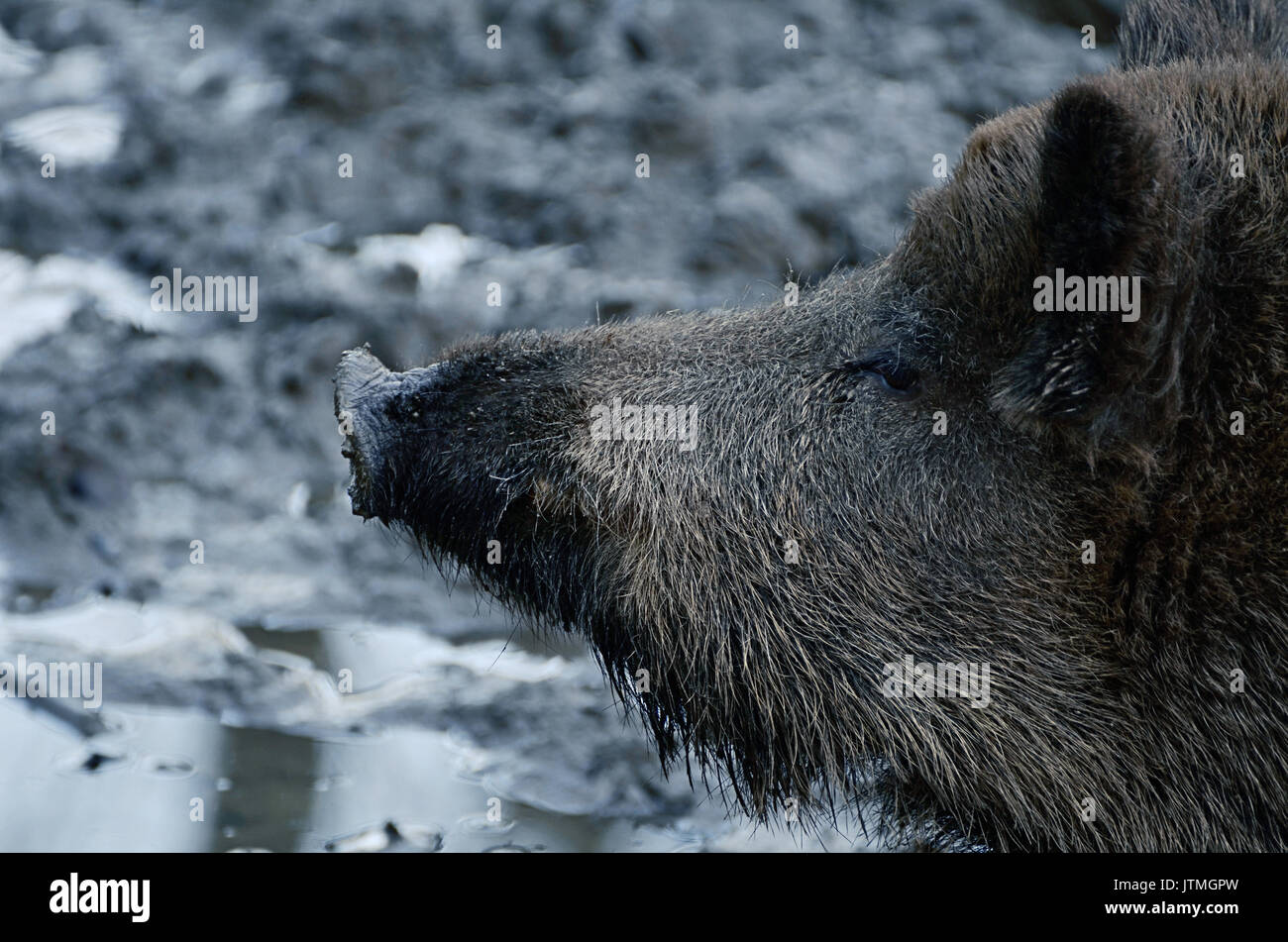 Wild boar in a forest Stock Photo - Alamy