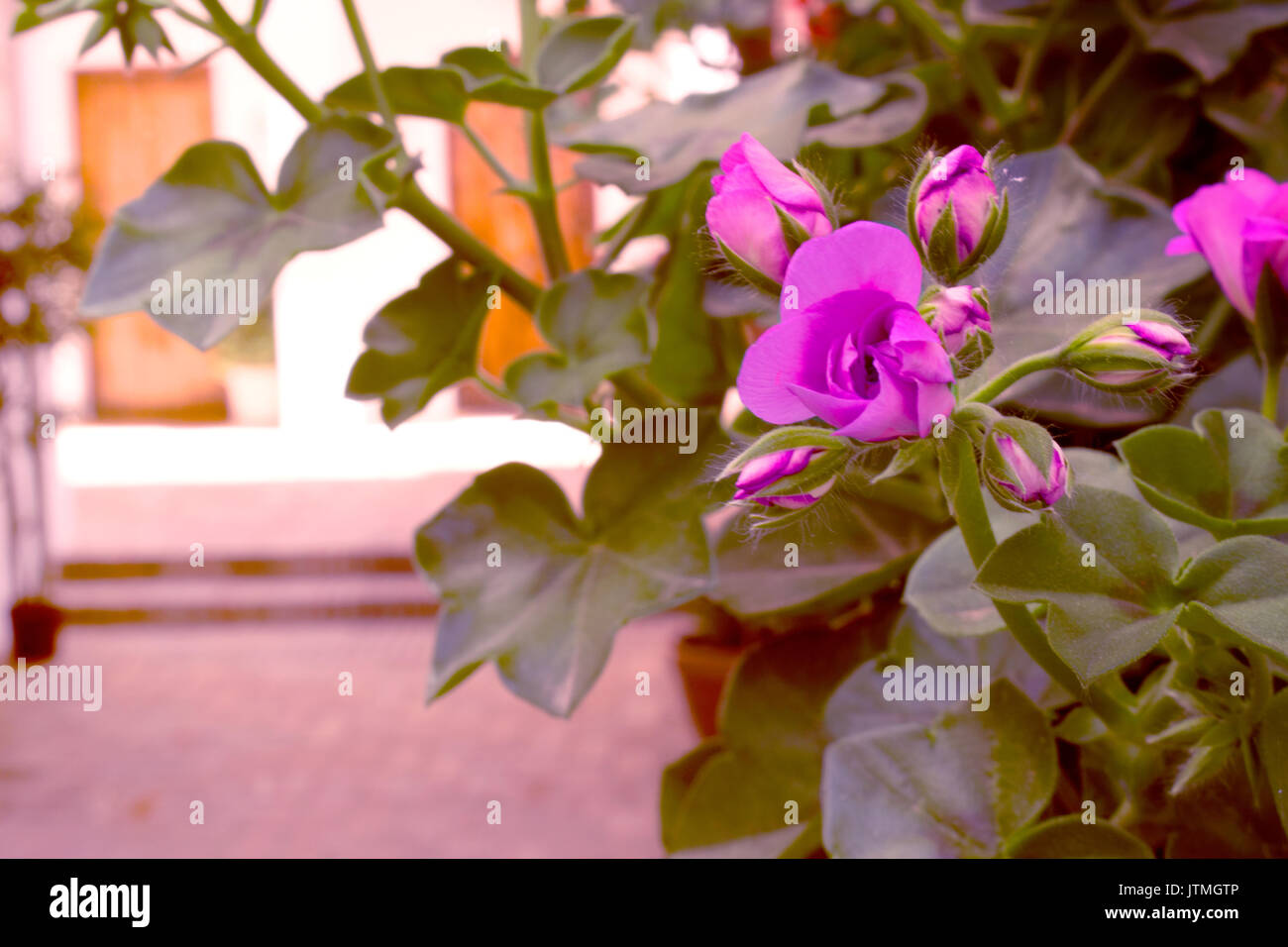 Flowers. Beautiful pink plant. Sky and spring plant. Macro Stock Photo ...