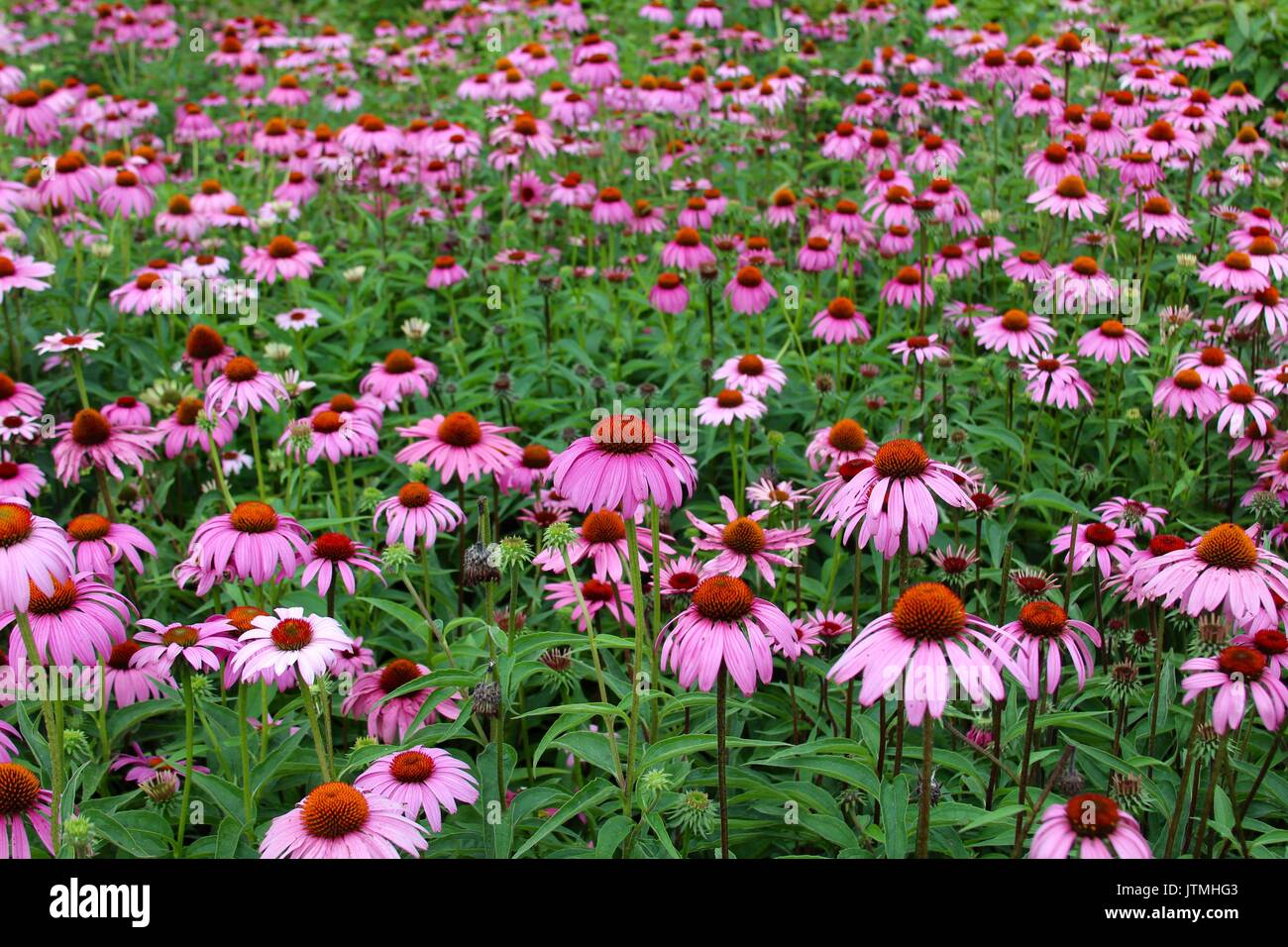 A day in the Hamilton county parks in Ohio Stock Photo - Alamy