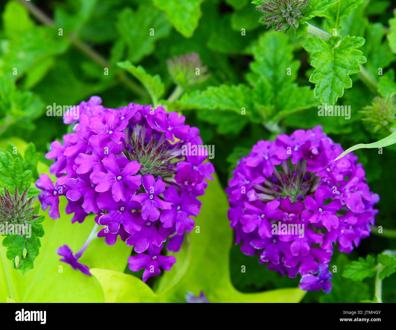 A day in the Hamilton county parks in Ohio Stock Photo - Alamy