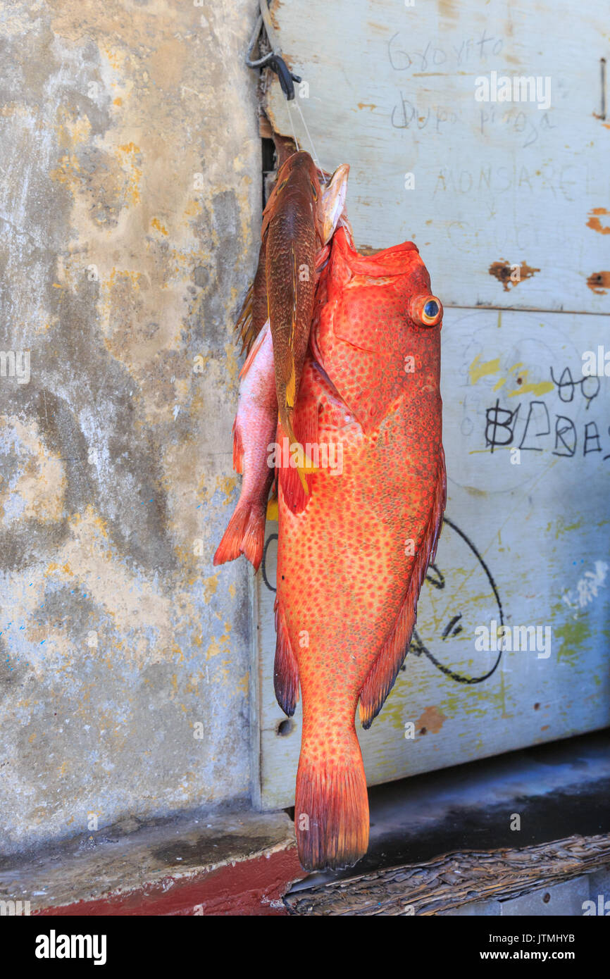 Red hind, Epinephelus guttatus, also known as a koon or lucky grouper ...
