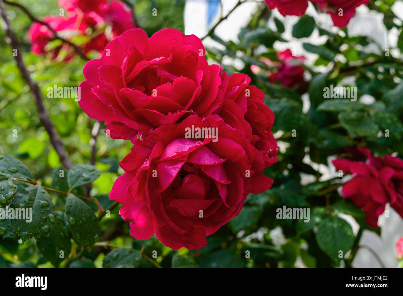 A large bush of red roses Stock Photo - Alamy