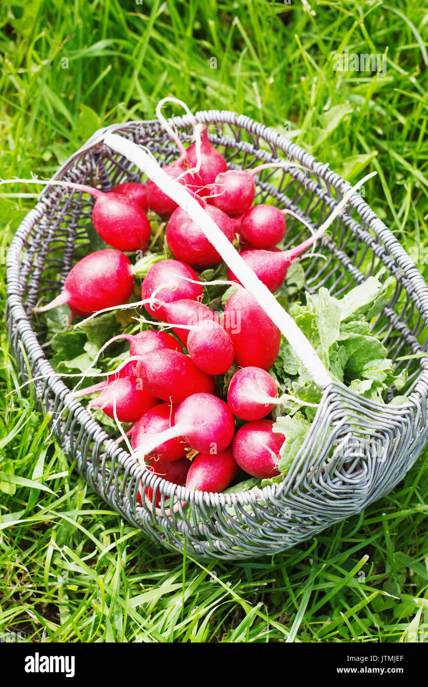 Bunch of fresh red garden radish in a basket in the garden on the grass ...