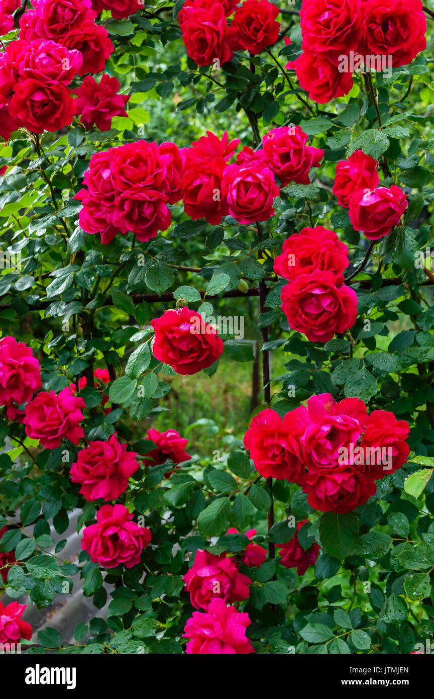 A large bush of red roses. Floral background. Decoration of the garden ...