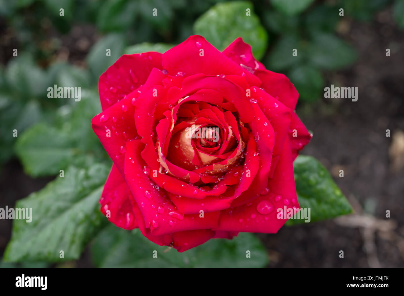 One big red rose against the background of nature Stock Photo - Alamy