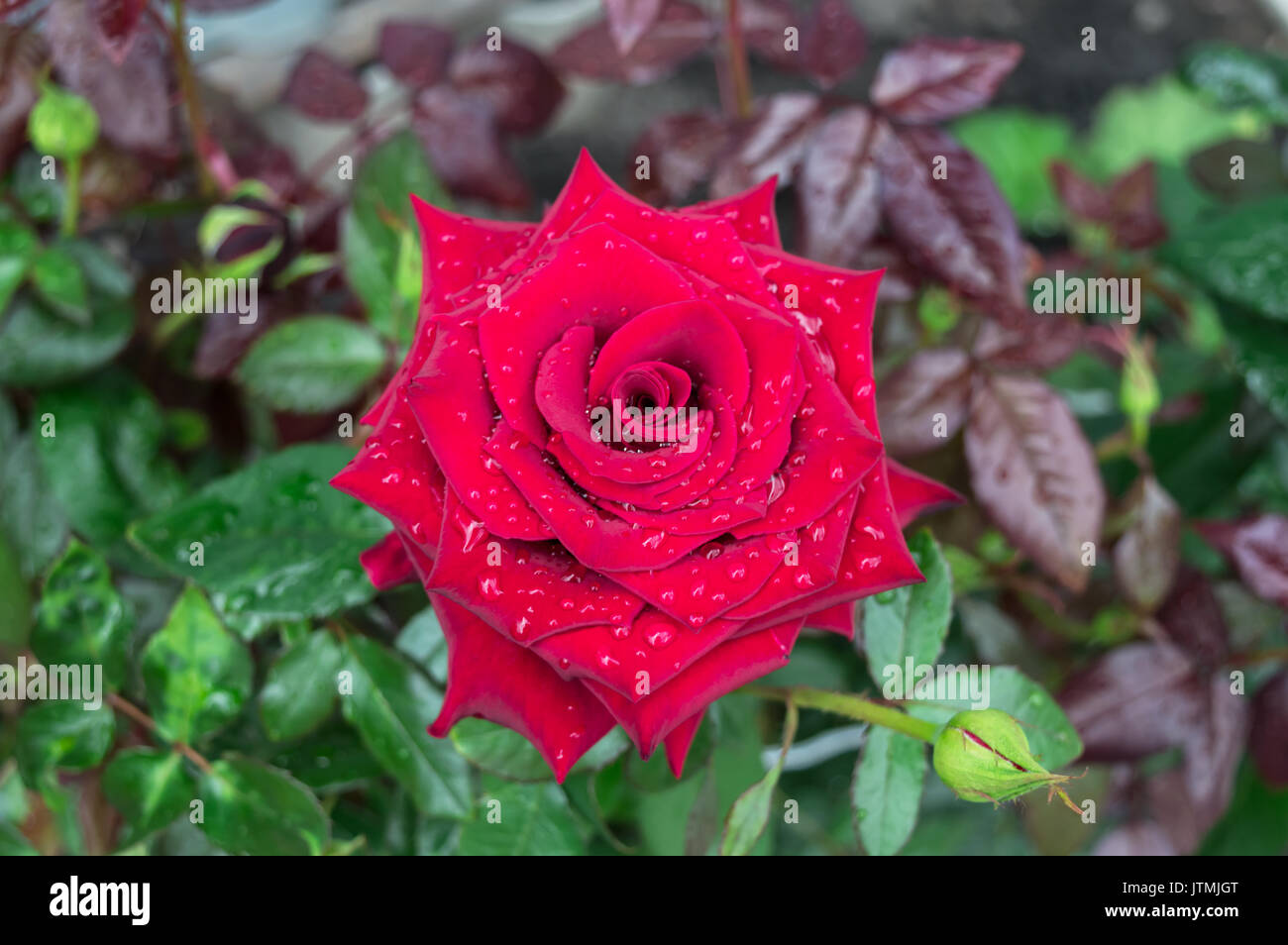 One big red rose against the background of nature Stock Photo - Alamy