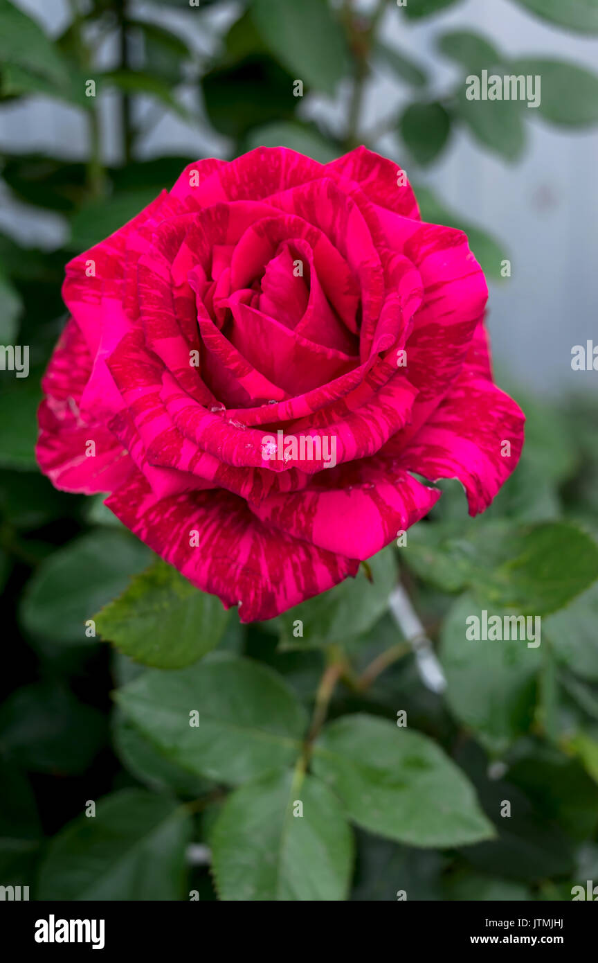 Big Red Rose High Resolution Stock Photography and Images - Alamy