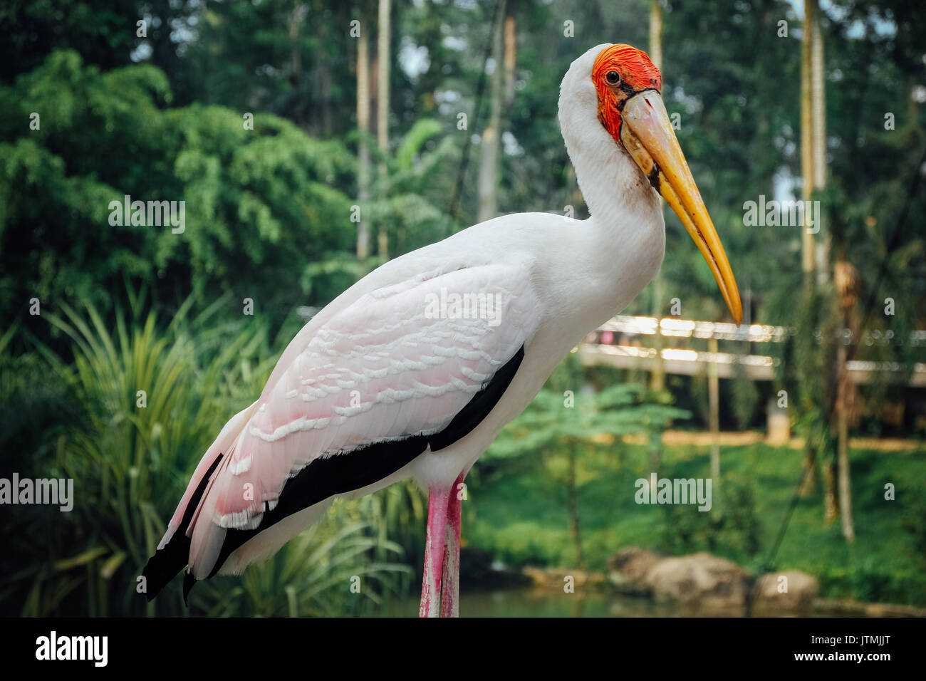 Large yellow bird hi-res stock photography and images - Alamy